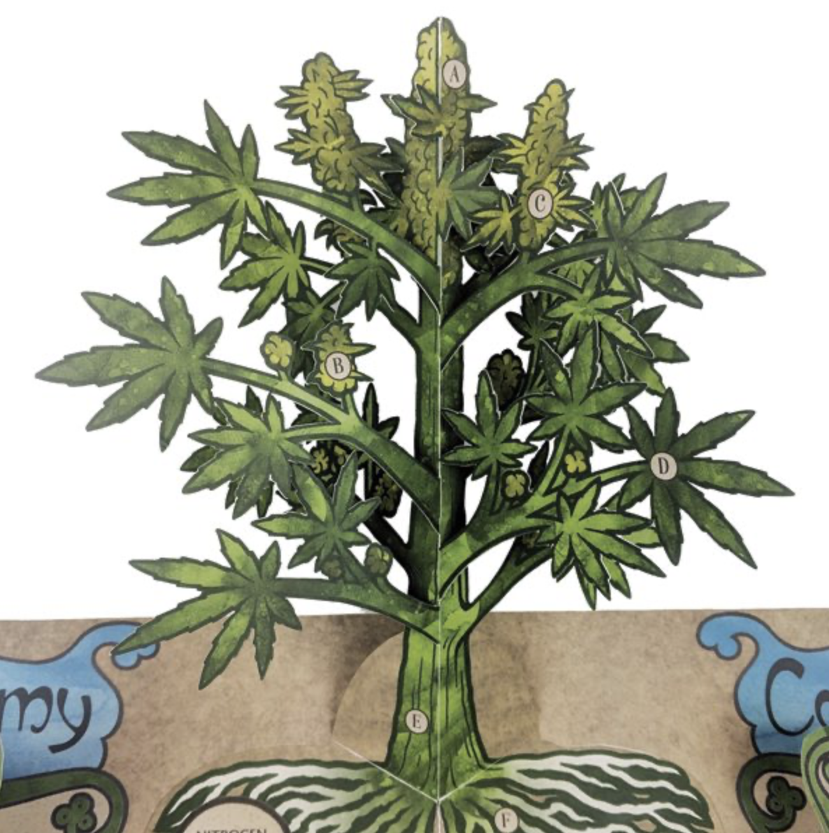 VISU | Artists Popositon Press Dimensional Cannabis